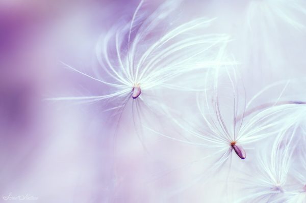 La Puissance de la Douceur... - Divine Essence